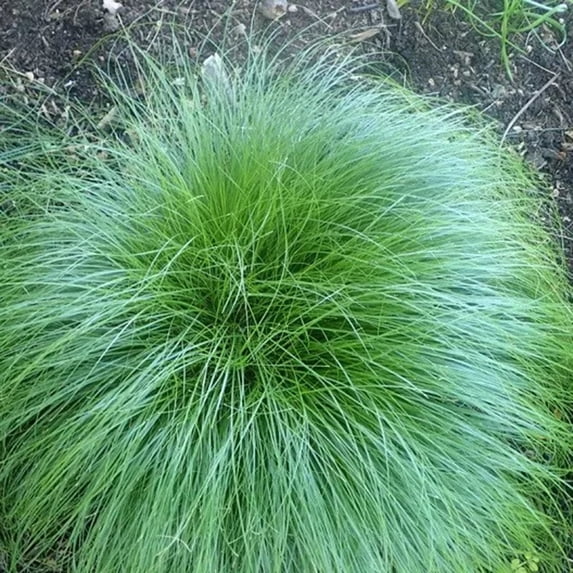 Premium Rough Fountain Dropseed Grass Seed, 100+ Seeds– Native ...