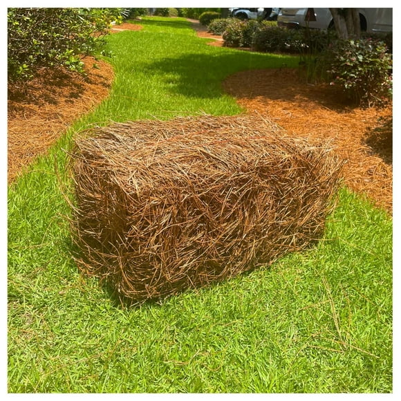 Pine Straw in Mulch - Walmart.com