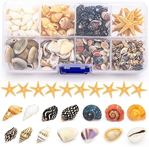Premium Tiny Seashell Mix, Including Sea Shells, Sea Snails and ...