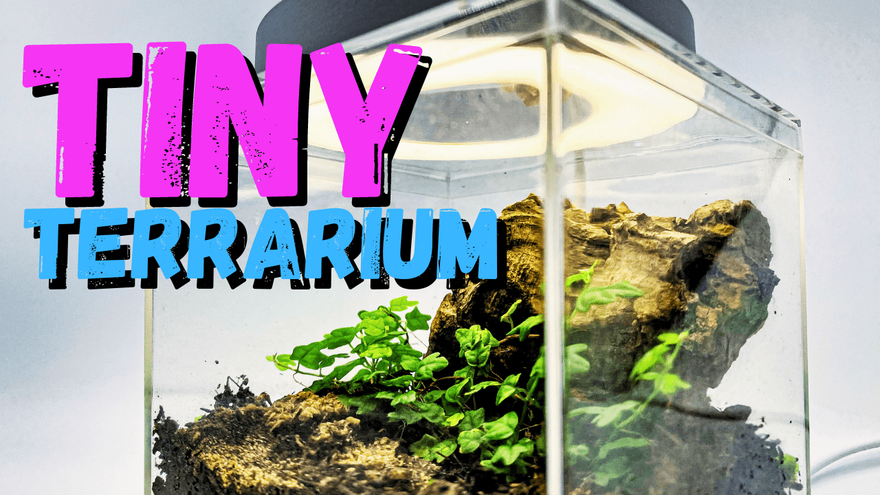 Premium 6x6x6 Tiny Terrarium Complete with Plants and Isopods - Walmart.com