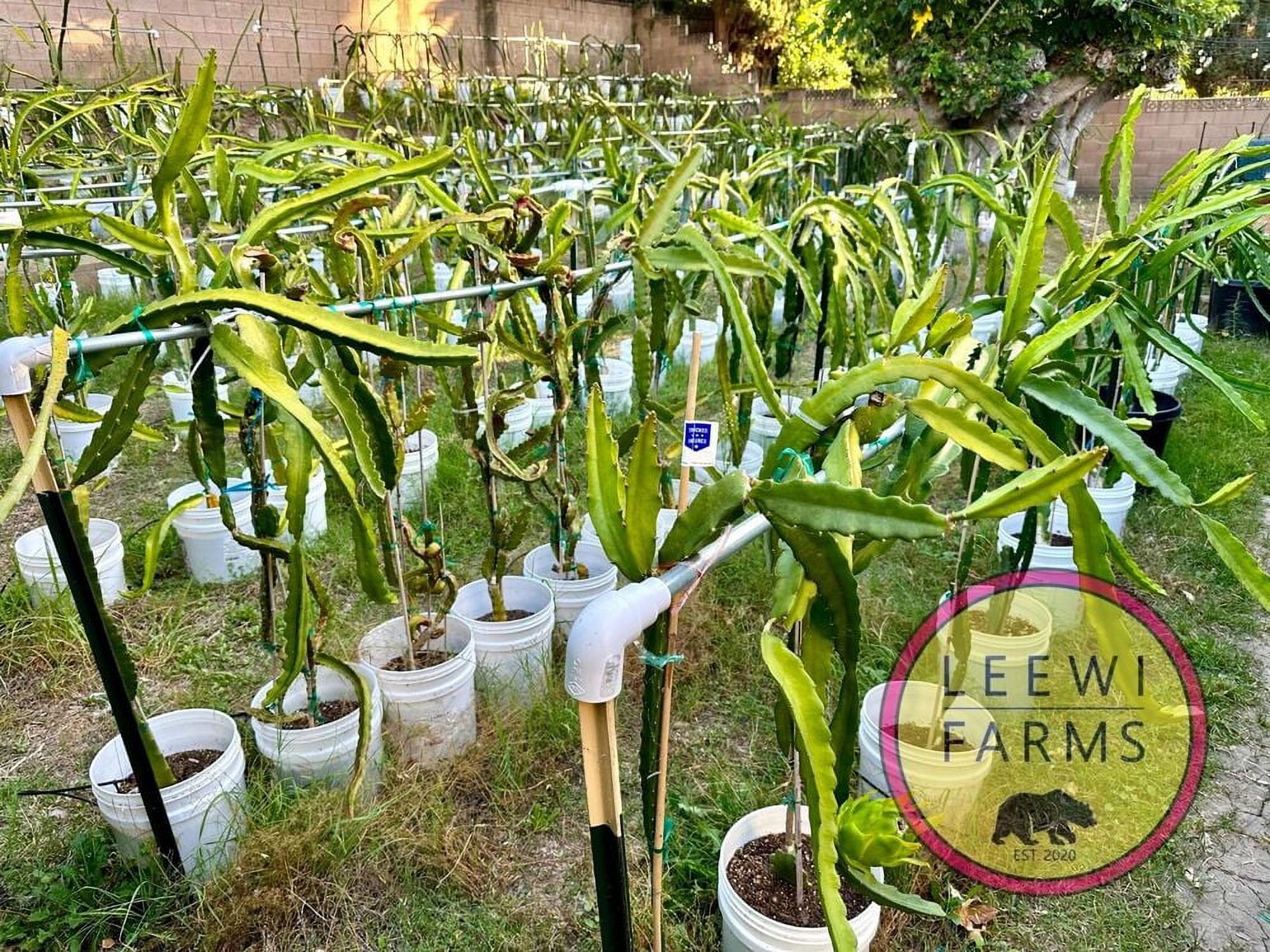 Premium WHITE Flesh Dragon Fruit Cuttings - Exotic and Delicious Top ...