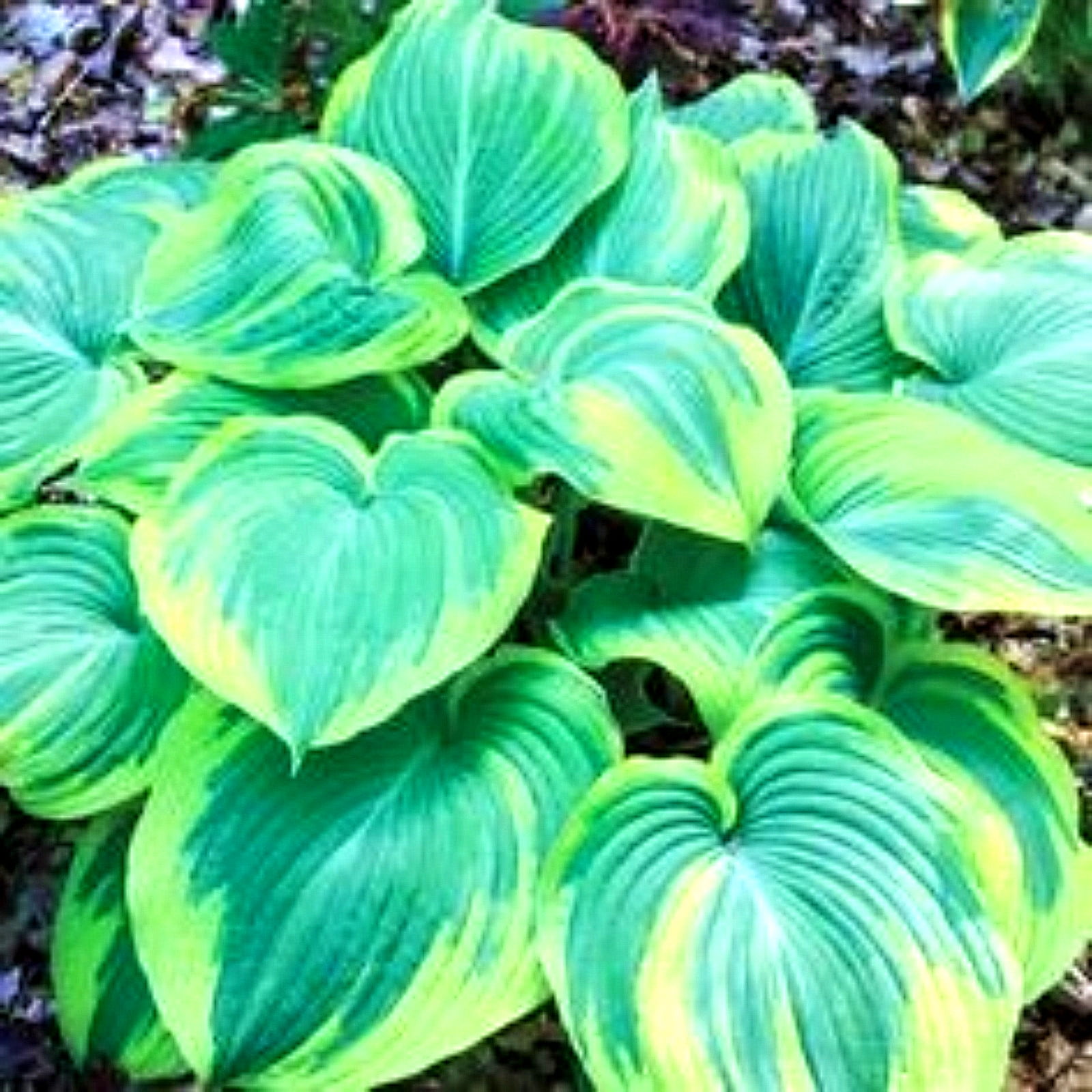 Premium hosta bulbs, perfect for shade gardens - Walmart.com