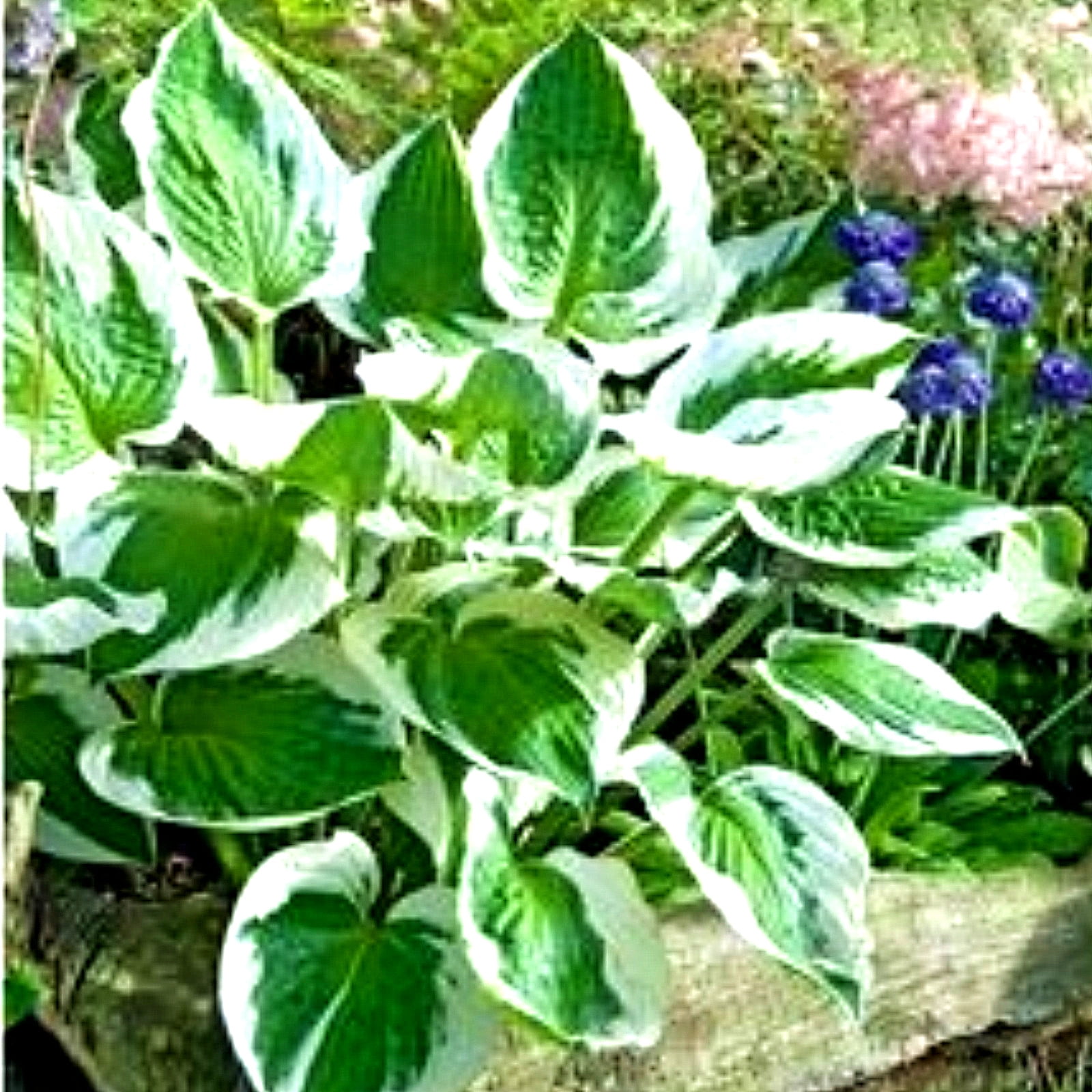 Premium hosta bulbs, perfect for shade gardens - Walmart.com