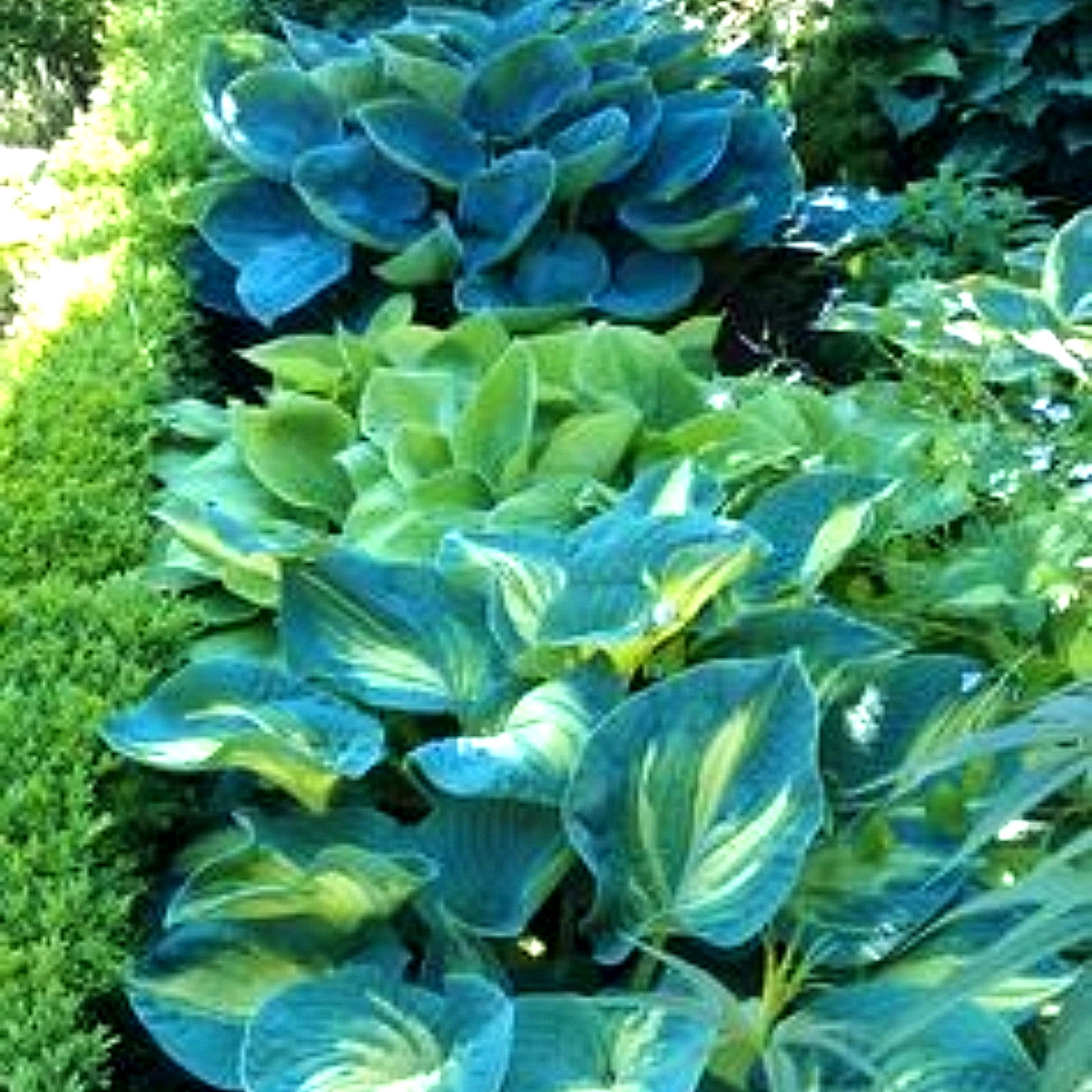Premium hosta bulbs, perfect for shade gardens - Walmart.com