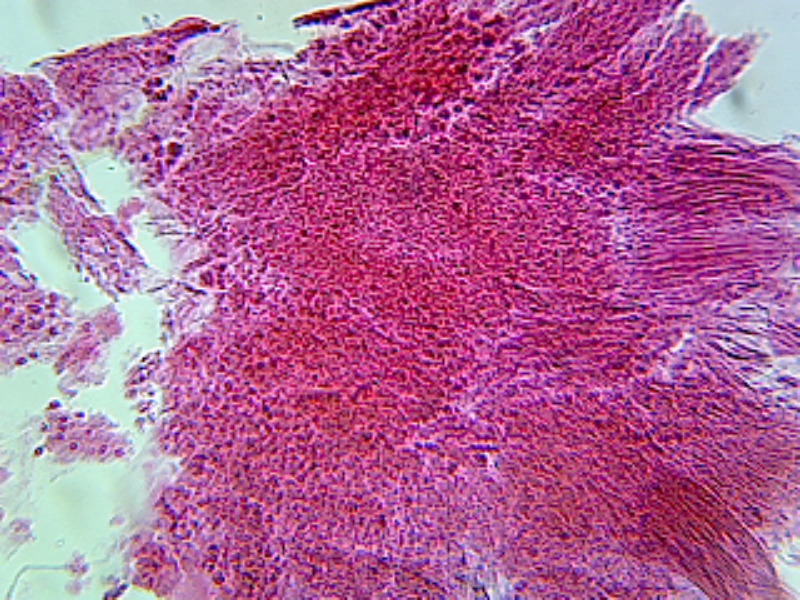 Prepared Microscope Slide for Education. Allium Cepa Root Tip Squash ...