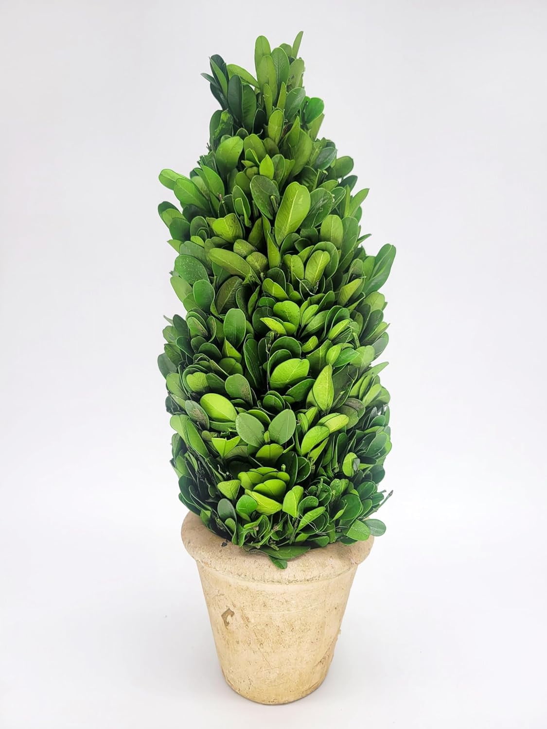 Preserved Boxwood Coe Tree Topiary 12" - Walmart.com