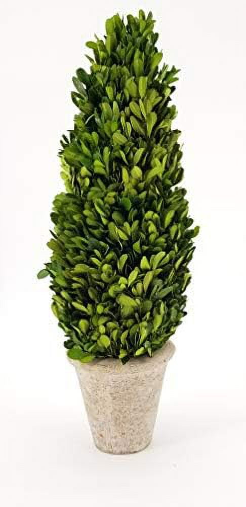 Preserved Boxwood Cone Tree Topiary 20" - Walmart.com