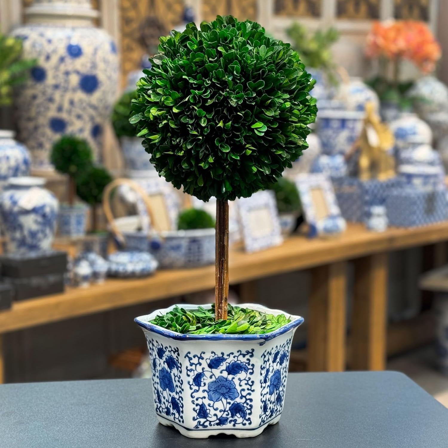 Preserved Boxwood Topiary Tree in Ceramic Pot Plant and Table ...