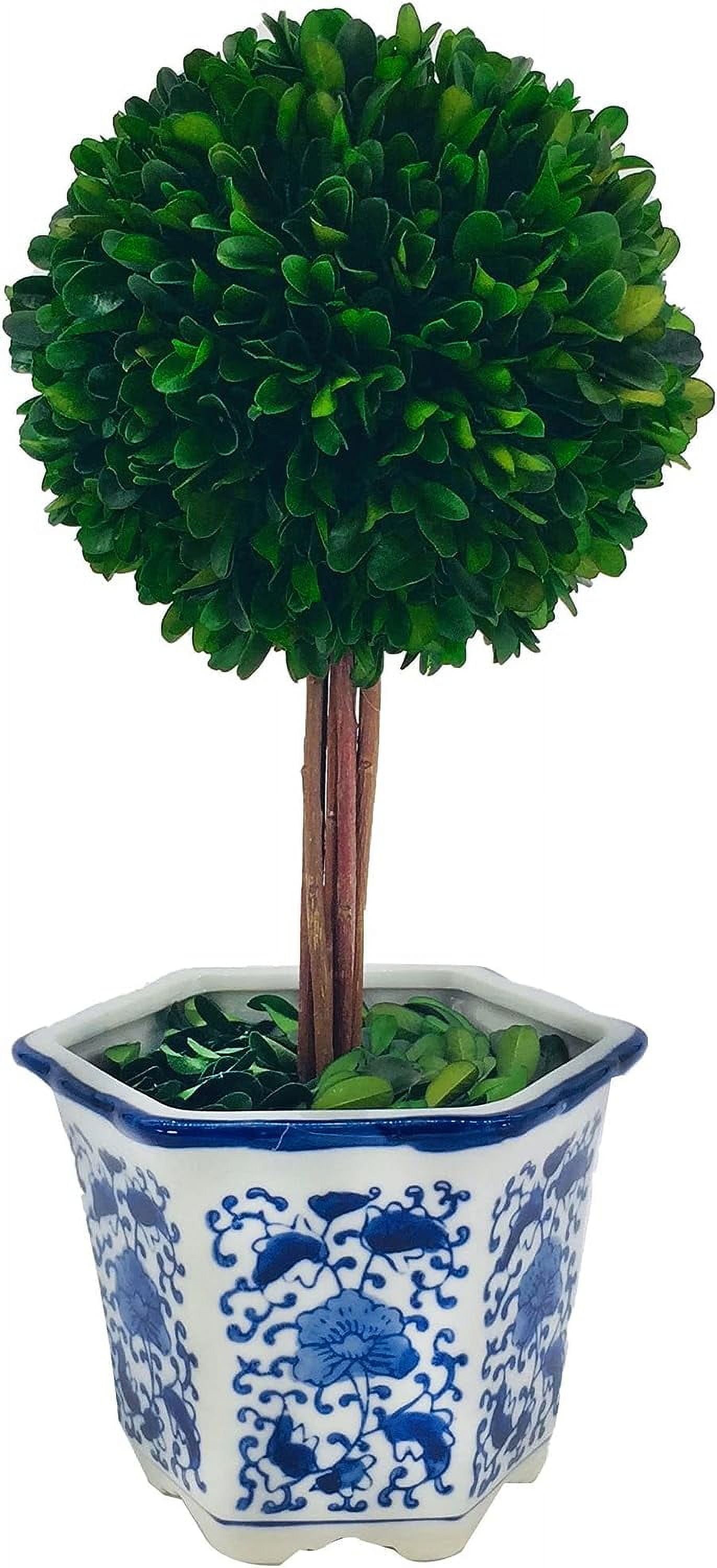Preserved Boxwood Topiary Tree in Blue White Ceramic - Plant Table ...