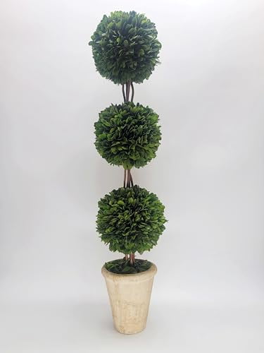 Preserved Boxwood Triple Ball Topiary - 26" - Walmart.com