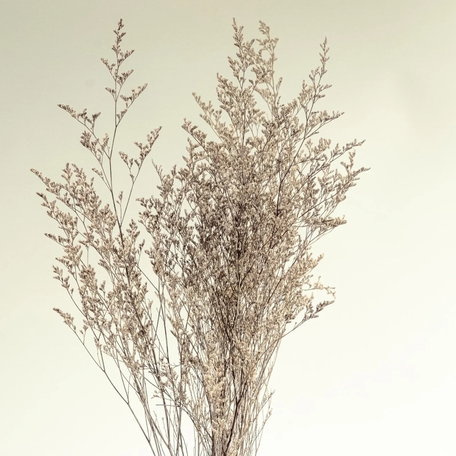 Preserved Caspia - Silver - Walmart.com