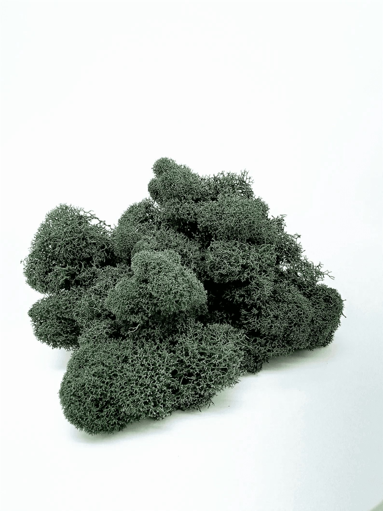 Preserved Deerfoot Moss Basil 1LB - Walmart.com