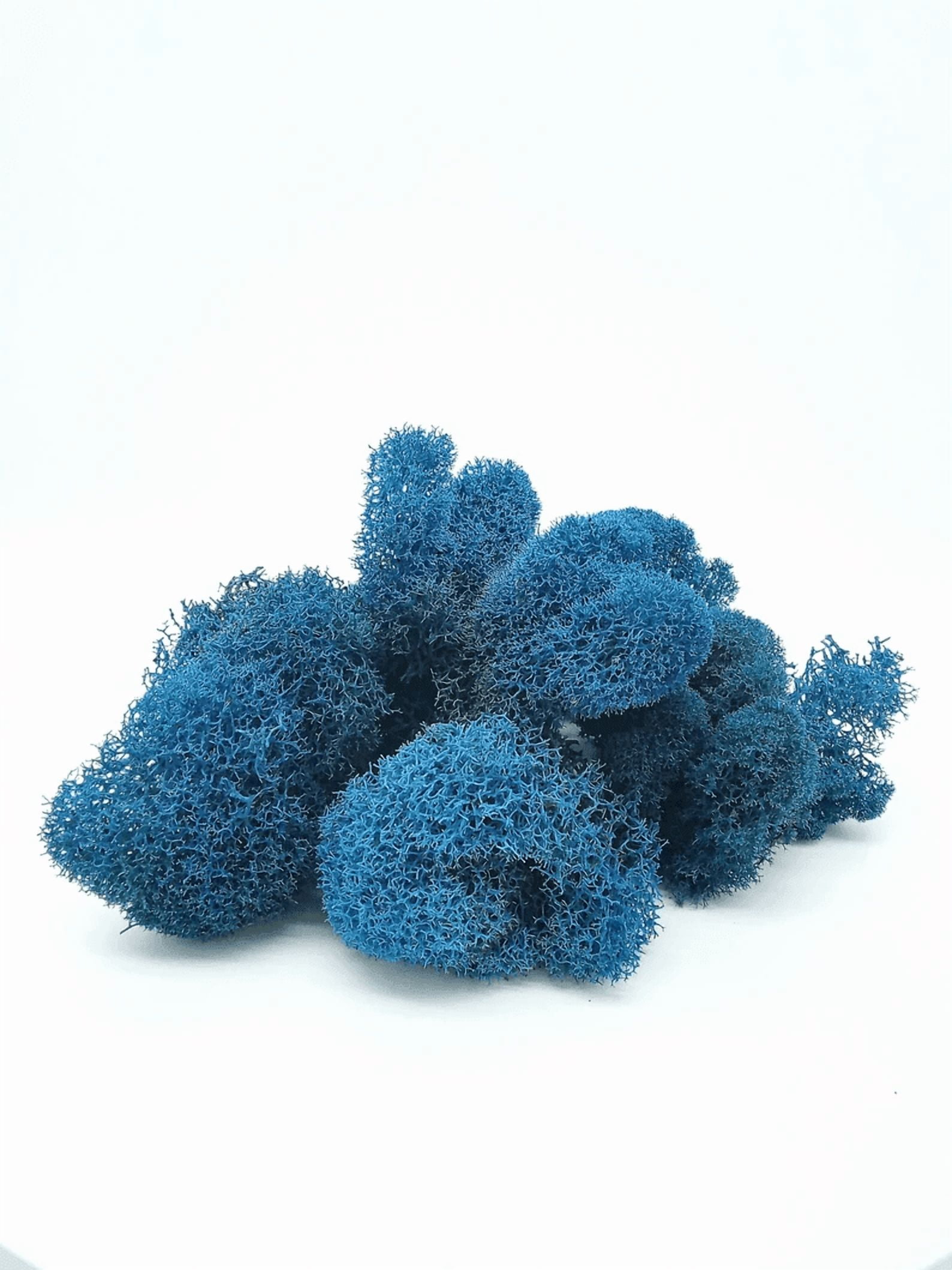 Preserved Deerfoot Moss Blue 1LB - Walmart.com
