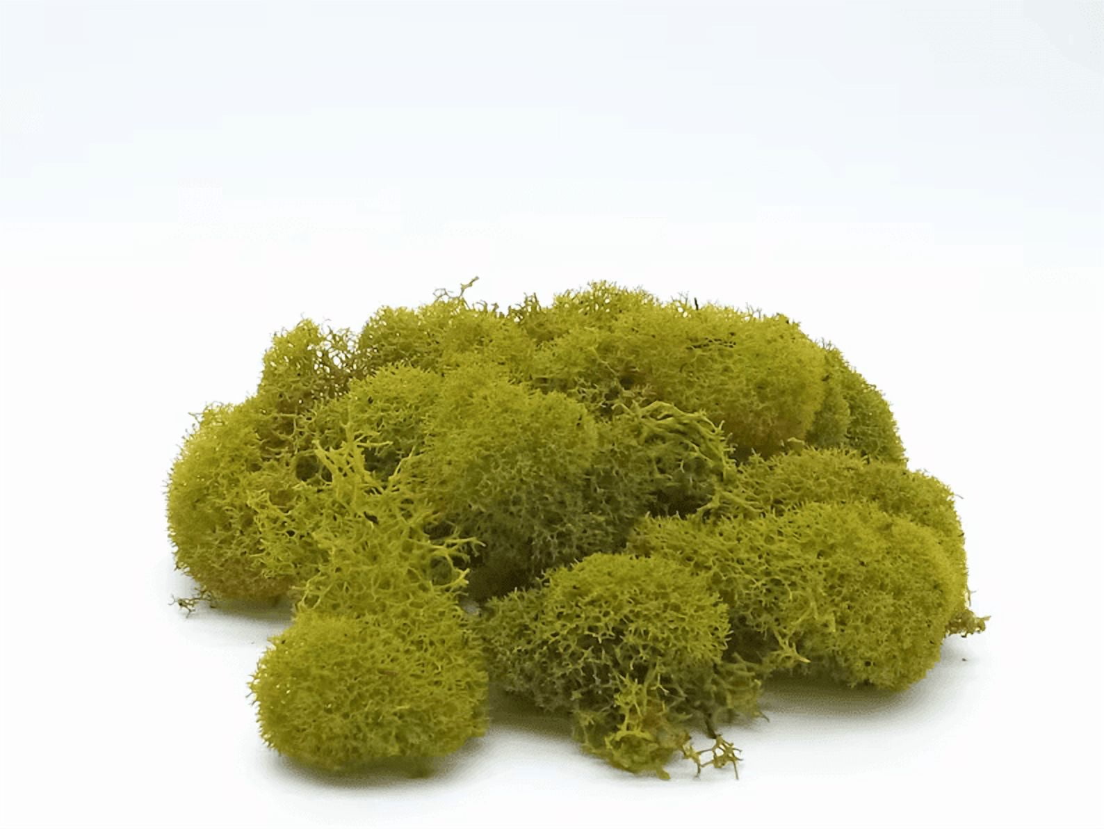 Preserved Deerfoot Moss Chartreuse 1LB - Walmart.com