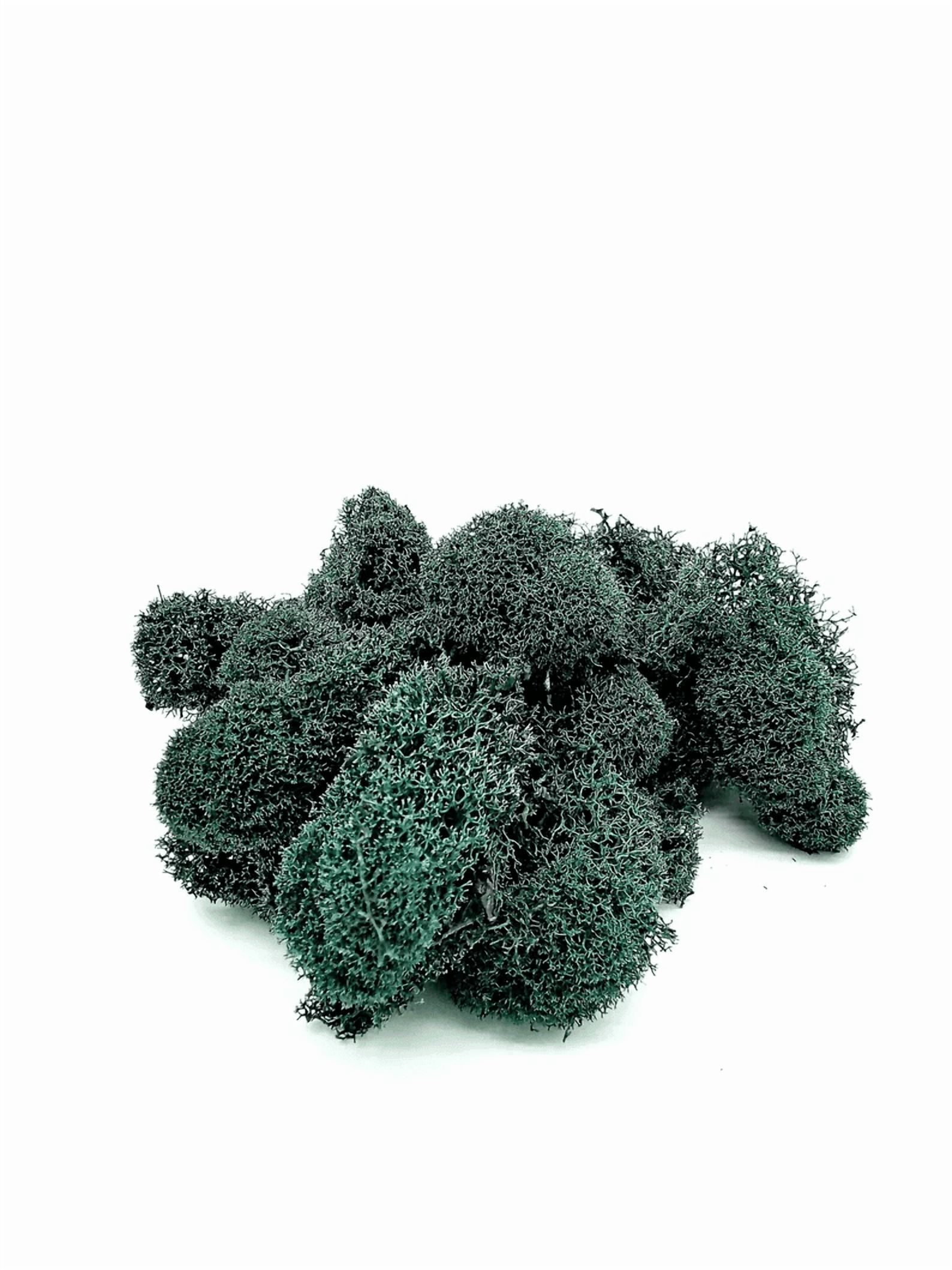 Preserved Deerfoot Moss Neptune 1lB - Walmart.com