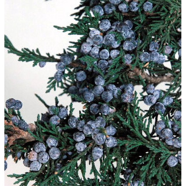 Preserved Juniper Branch With Berries 20in. Tall - Walmart.com