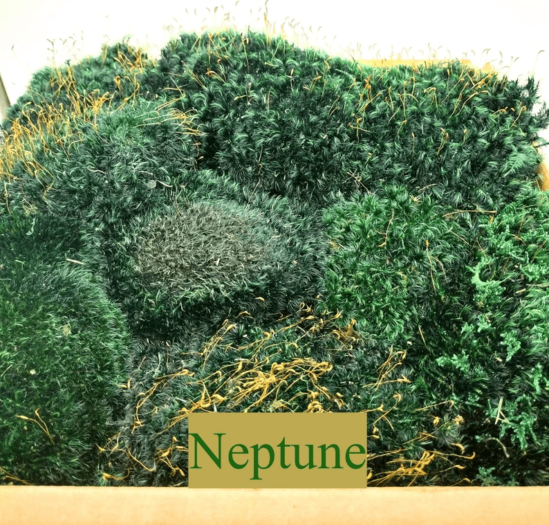 Preserved Mood Moss Neptune - Walmart.com