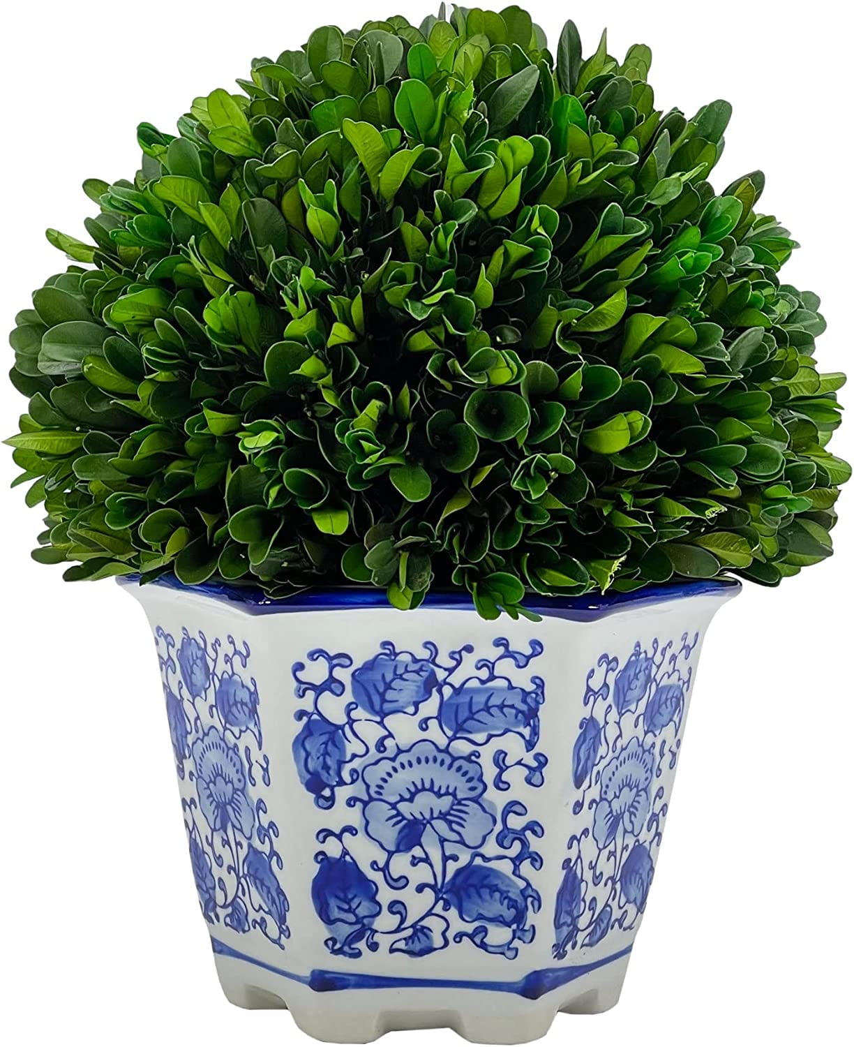 Preserved Natural Boxwood in Ceramic - Plant Table Centerpiece ...