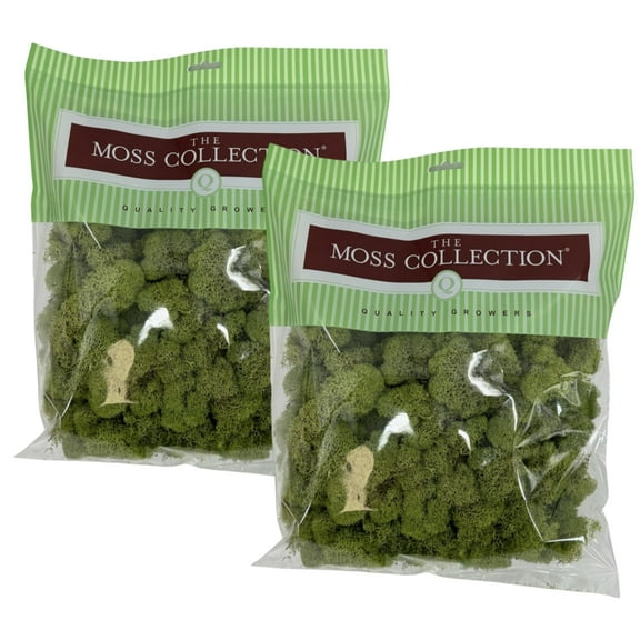 Preserved Reindeer Moss - Premium Decorative Moss for Crafts, Home ...