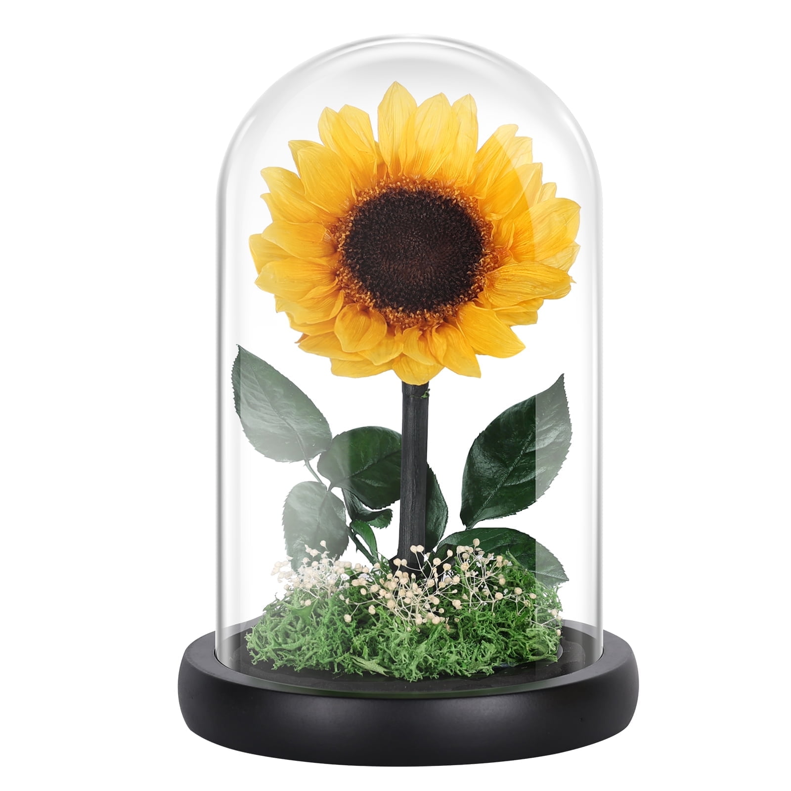 Preserved Sunflower in Glass Dome – Real Forever Flower Lasts 5 Years ...