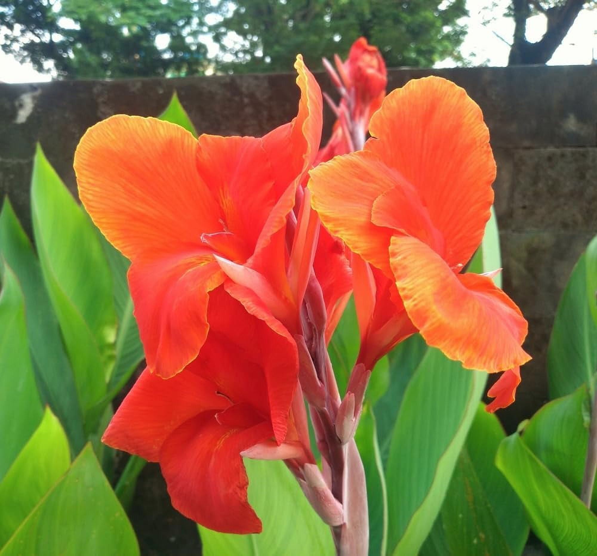 President Canna Lily Bulbs for Planting (9 Bulbs) - Walmart.com
