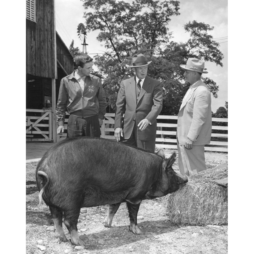 President Eisenhower Presented With A Berkshire Gilt Pig By A 4-H Club ...