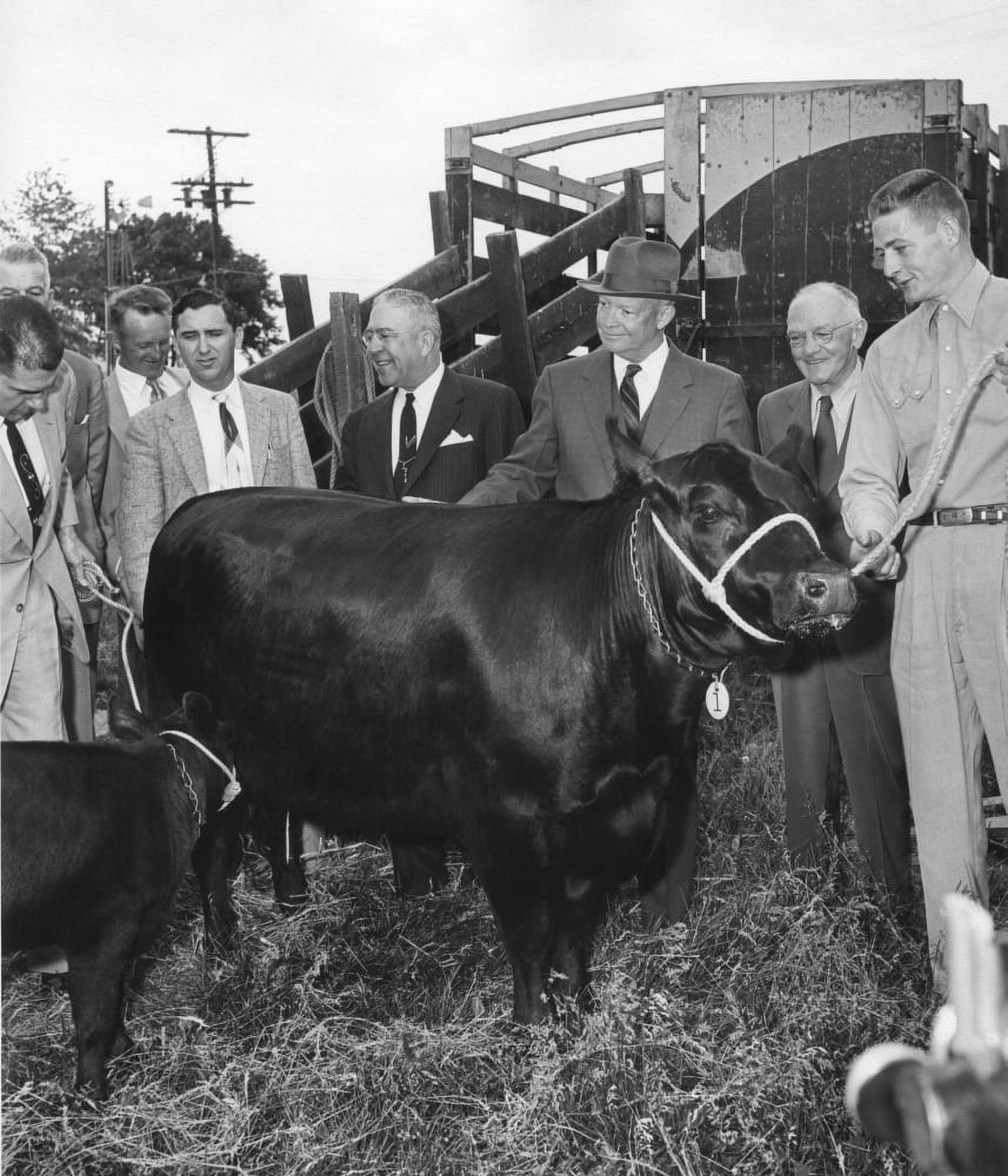 President Eisenhower Receiving An Aberdeen Angus Cow And Calf From The ...
