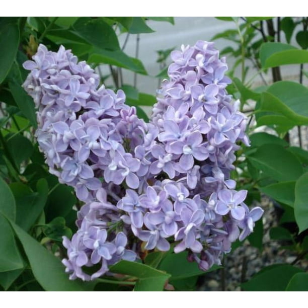 President Grevy Blue French Lilac - Live Plant ( 1 QT ) - Walmart ...