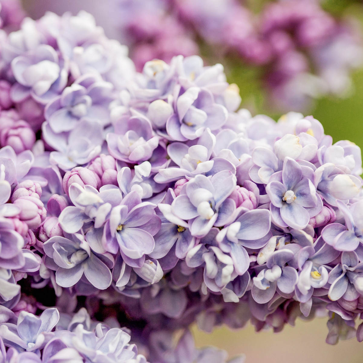FRENCH LILAC SYRINGA VULGARIS extremly fragant 15 seeds - Walmart.com