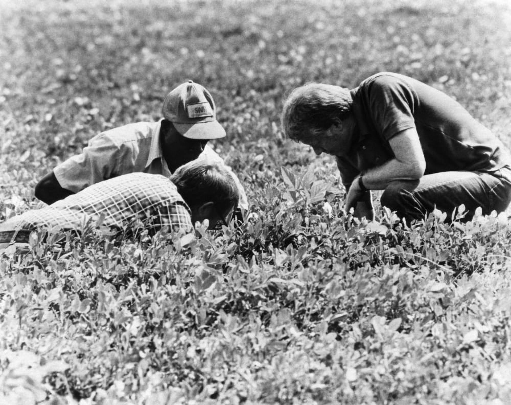 President Jimmy Carter At His Peanut Farm In Plains History (36 x 24 ...