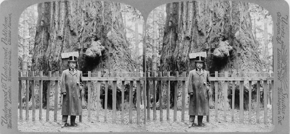 President Roosevelt Standing Before The Forest King In Big Tree Grove ...
