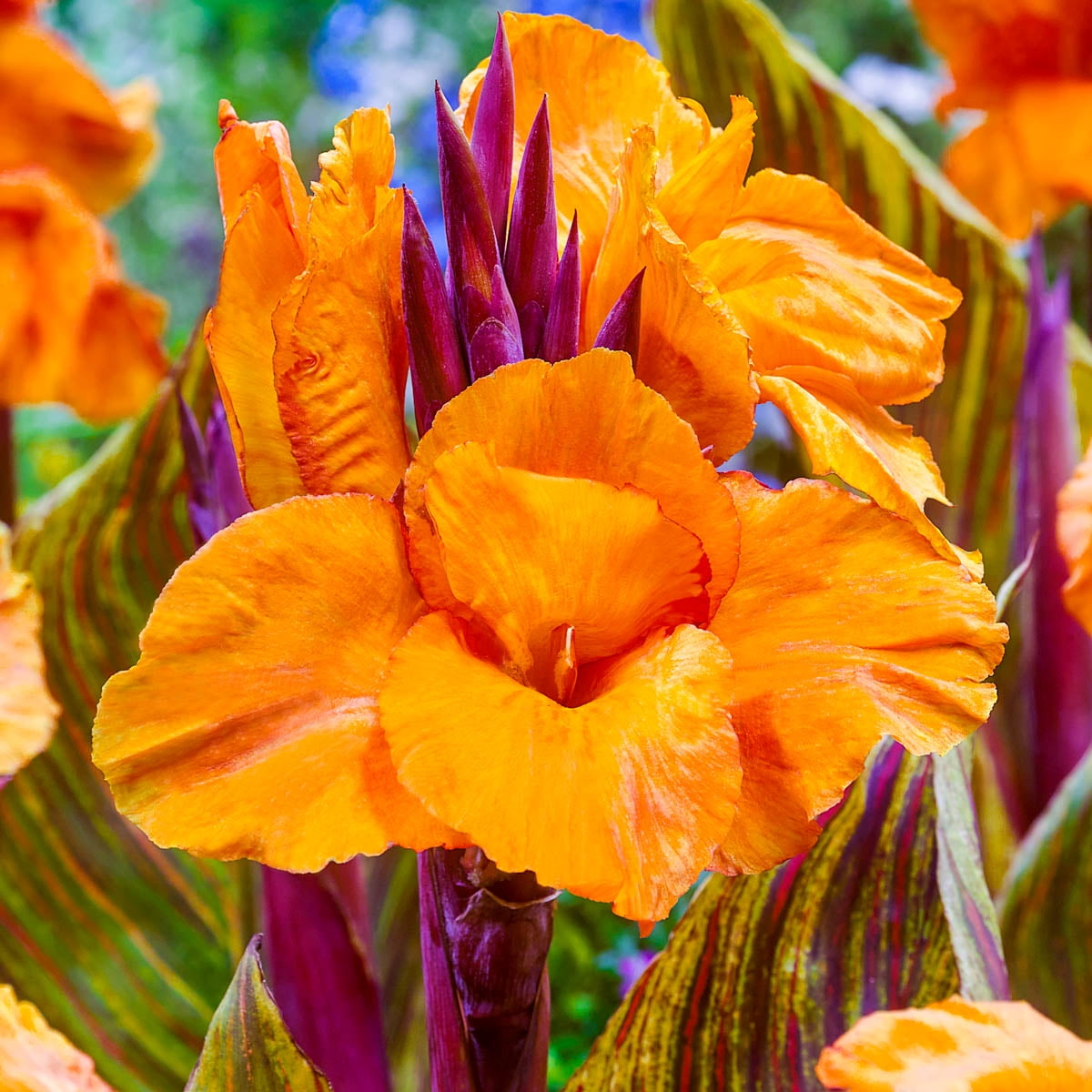 Pretoria Giant Variegated Canna Lily Dormant Flowering Bare Roots (3 ...