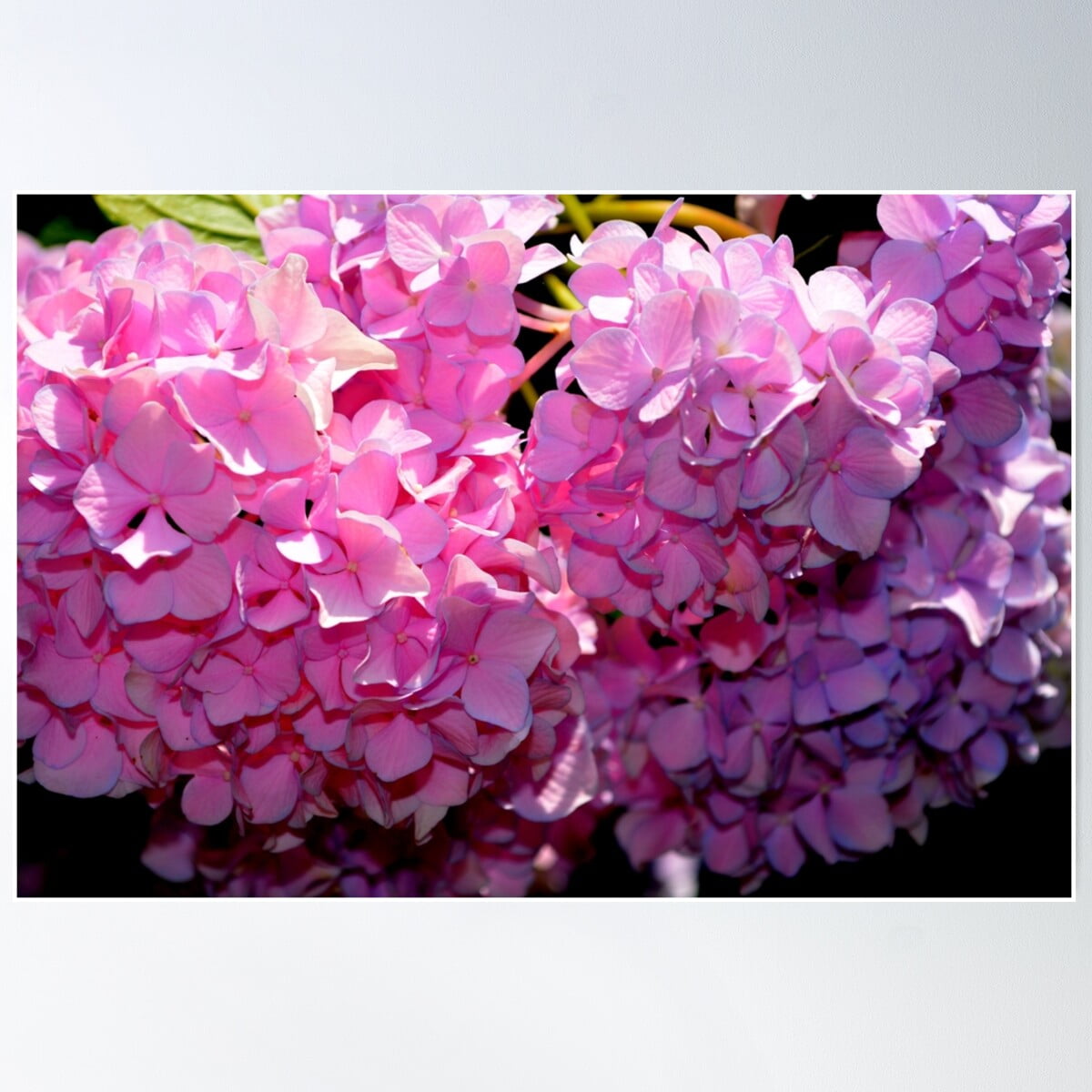 Pretty In Pink Hydrangeas, Spring Florals Poster Wall Art, Modern Wall Decor For Living Room ...