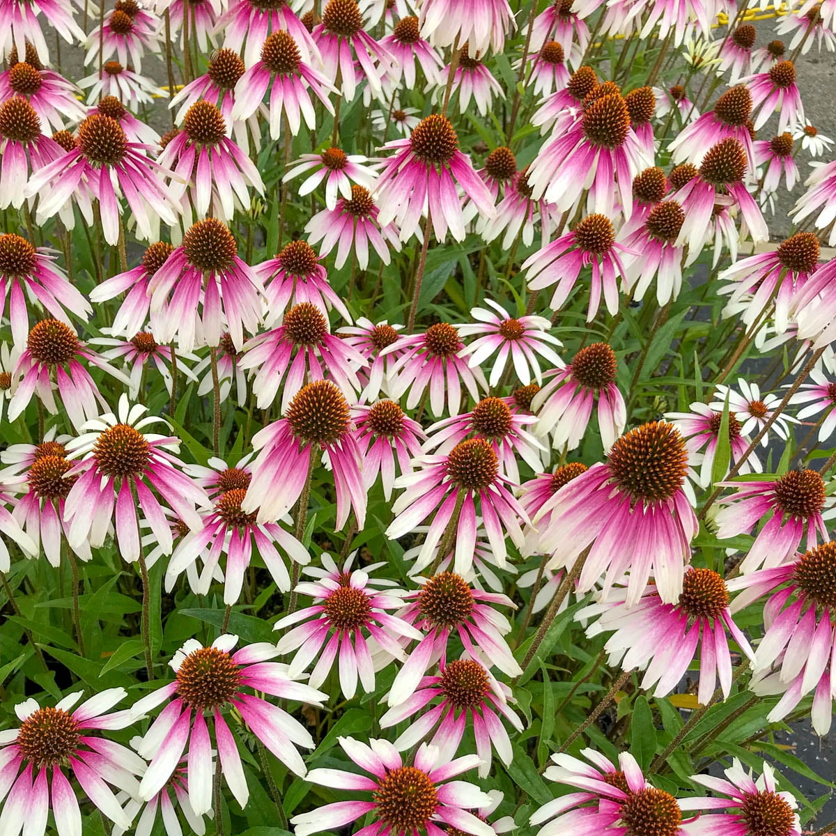 Pretty Parasols Mutli-Color Flowering Coneflower Echinacea Dormant Bare ...