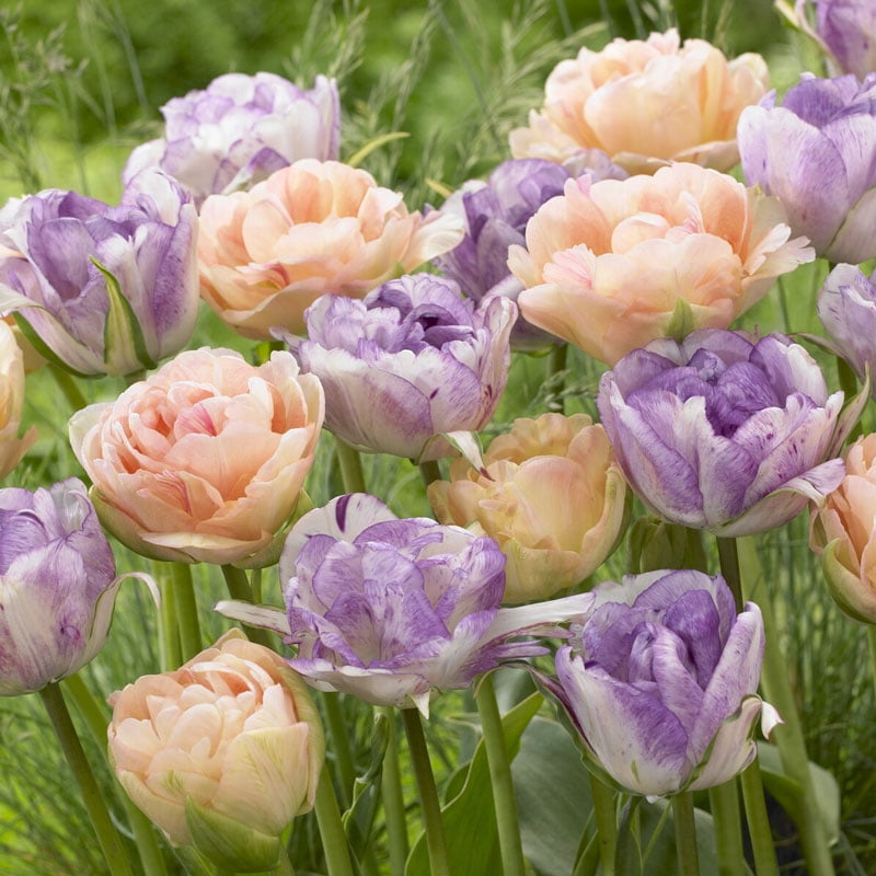 Pretty Pastel Double Tulip Mix Flower Bulbs - 10 Bulbs per Pack - Good ...