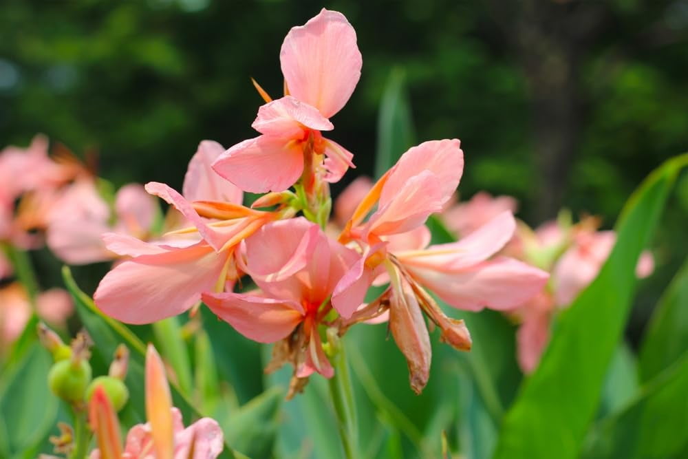 Pretty Pink Fast Growing Flower, Easy to Plant - Walmart.com