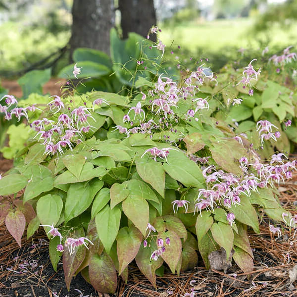Pretty in Pink Barrenwort - Epimedium grandiflorum - Shade - 4" Pot ...