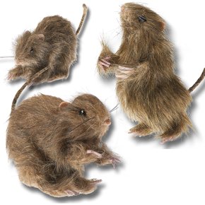 Realistic Rat Prop