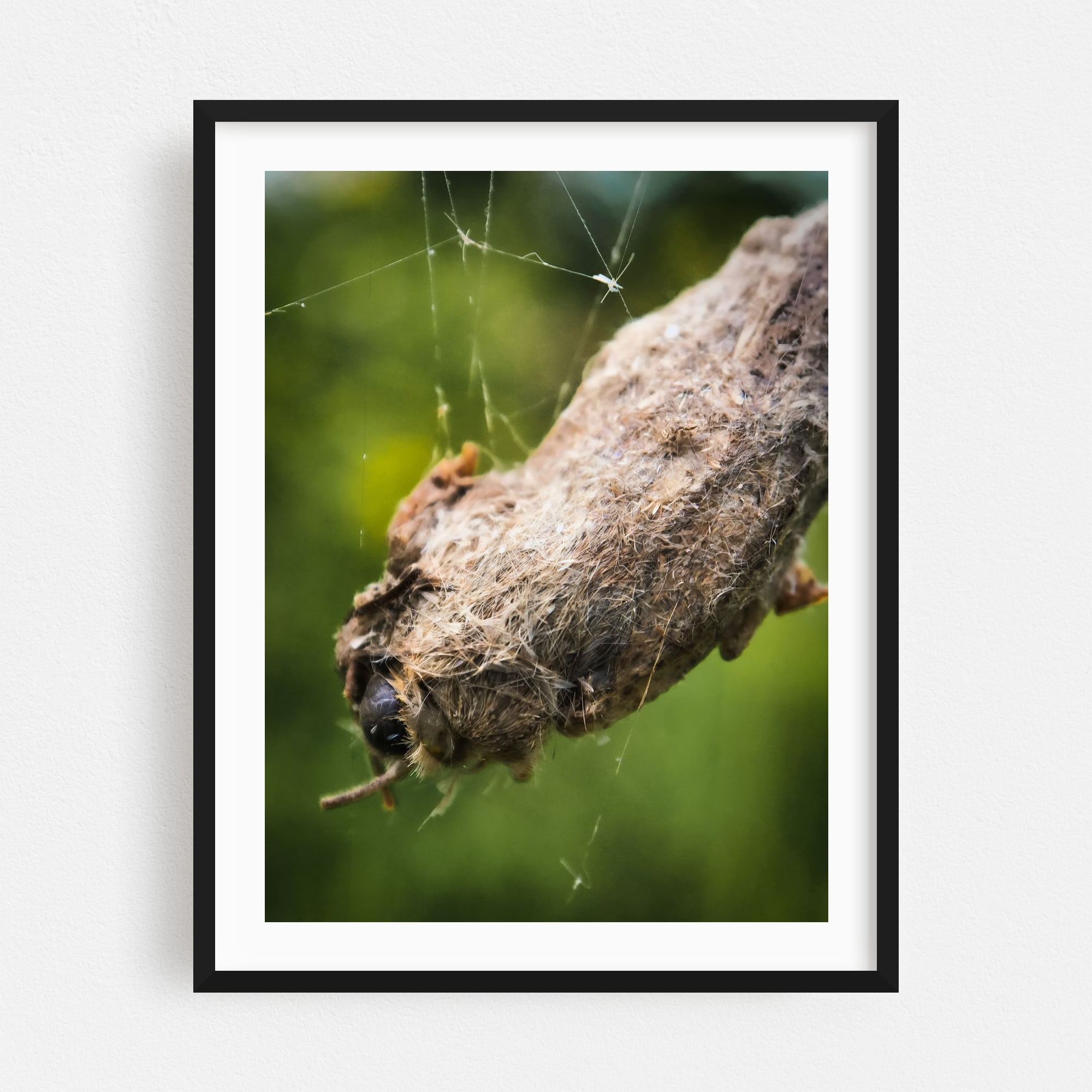 Prey Caught in Spider Wrapping - Ferrisburgh Vermont Photography Nature ...