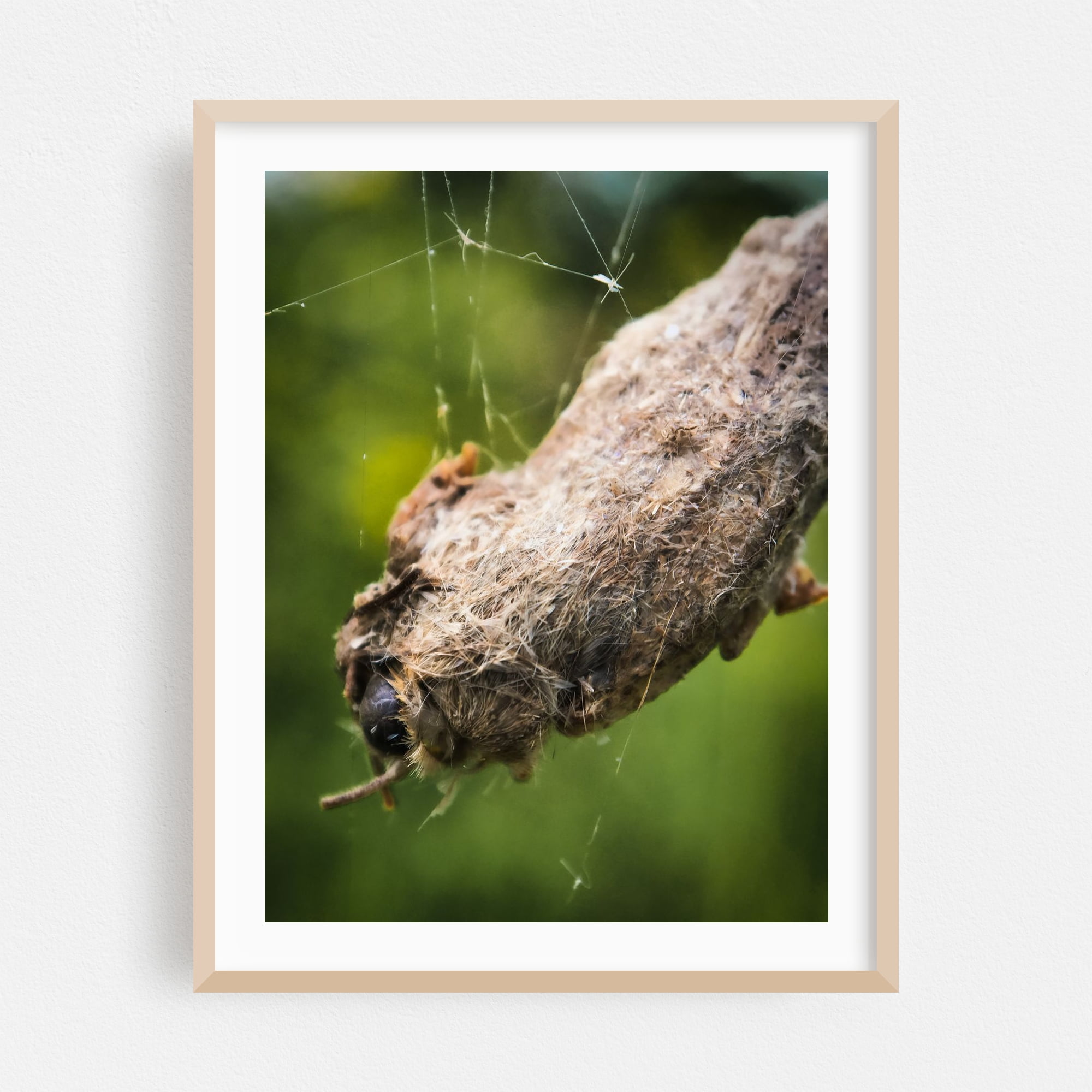 Prey Caught in Spider Wrapping - Ferrisburgh Vermont Photography Nature ...