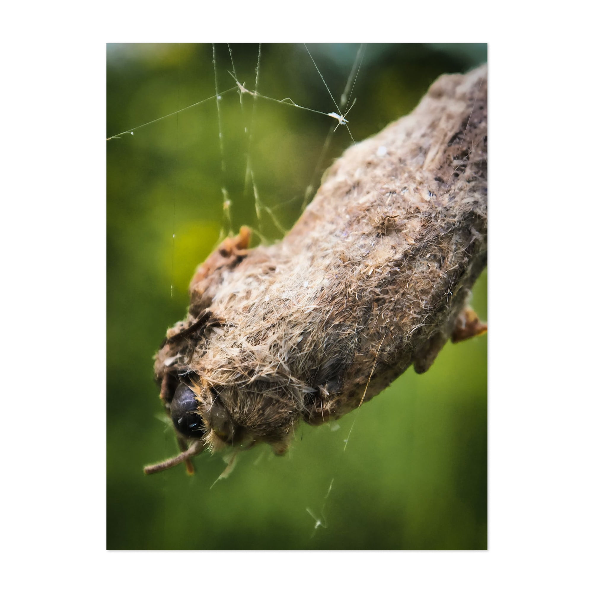 Prey Caught in Spider Wrapping - Ferrisburgh Vermont Photography Nature ...