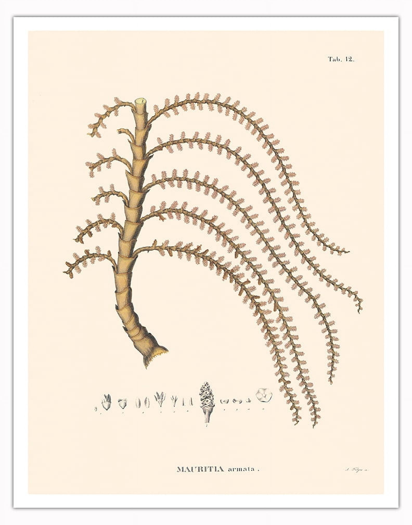 Prickly Ita Palm Tree - (Mauritia Armata) - Vintage Botanical ...
