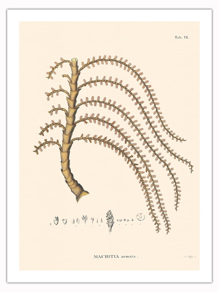 Prickly Ita Palm Tree - (Mauritia Armata) - Vintage Botanical ...