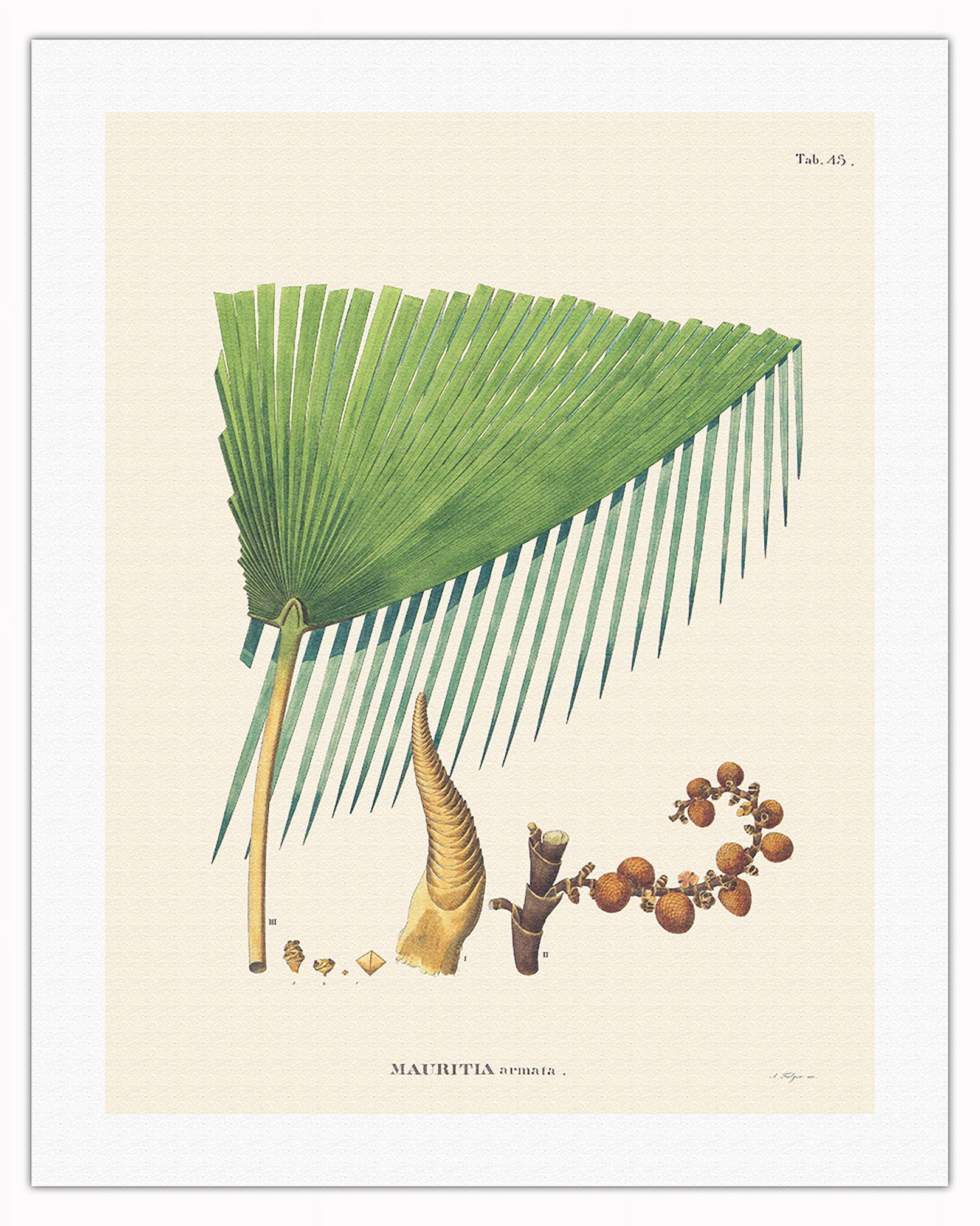Prickly Ita Rattan Palm Tree (Mauritia Armata) - Vintage Botanical ...