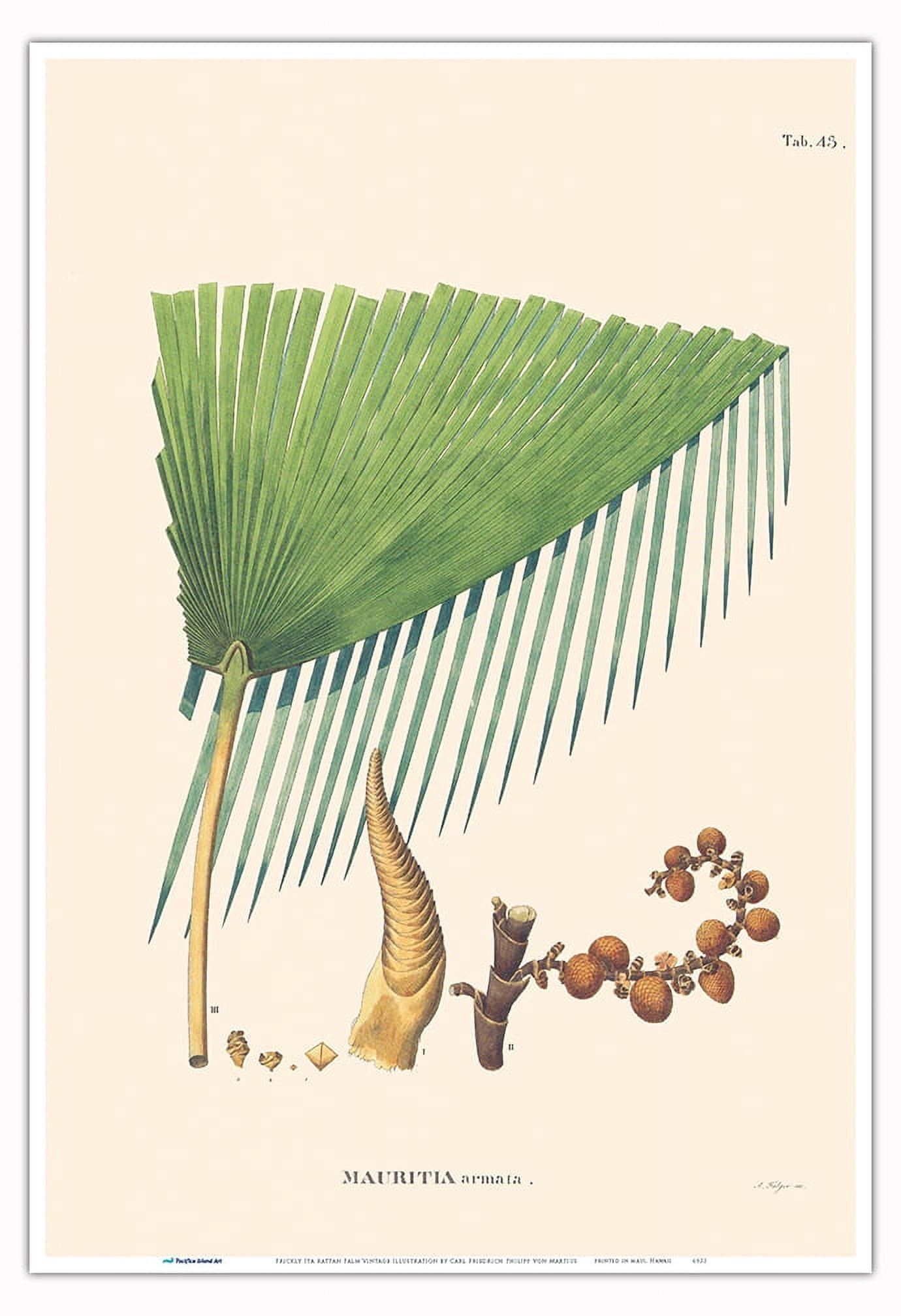 Prickly Ita Rattan Palm Tree (Mauritia Armata) - Vintage Botanical ...