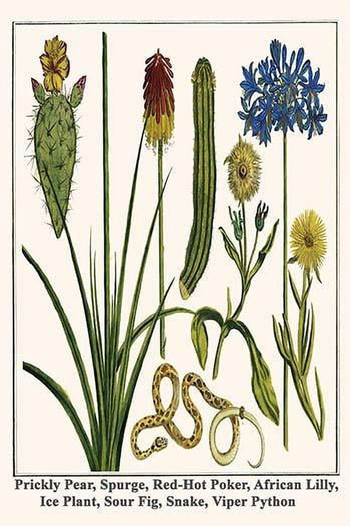 Prickly Pear, Spurge, Red-Hot Poker, African Lilly, Ice Plant, Sour Fig ...