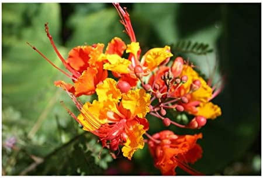 Pride of Barbados 10 Tropical Seeds Red Peacock Flower Tropical Plant ...