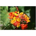 Pride of Barbados 10 Tropical Seeds Red Peacock Flower Tropical Plant ...