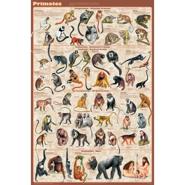 Primates Educational Poster 24x36 - Walmart.com