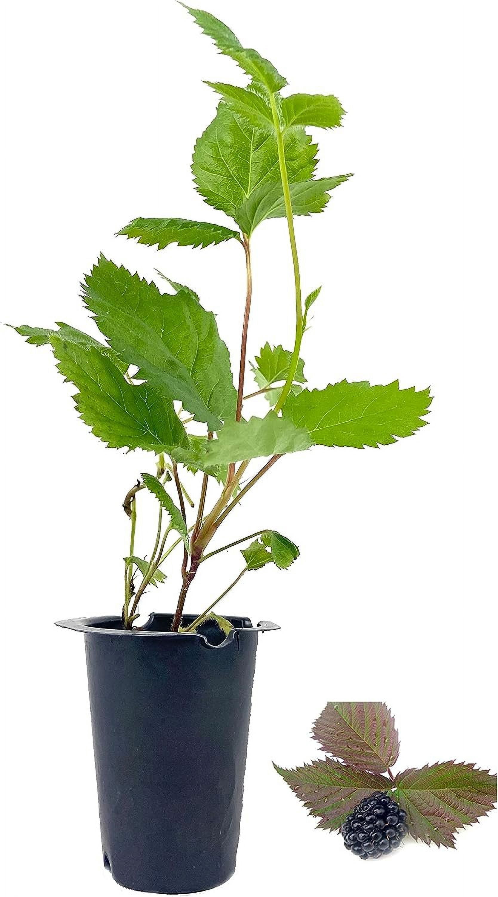 Prime Ark Freedom BlackBerry Plant - Live Plant in a 2 Inch Pot - Rubus ...